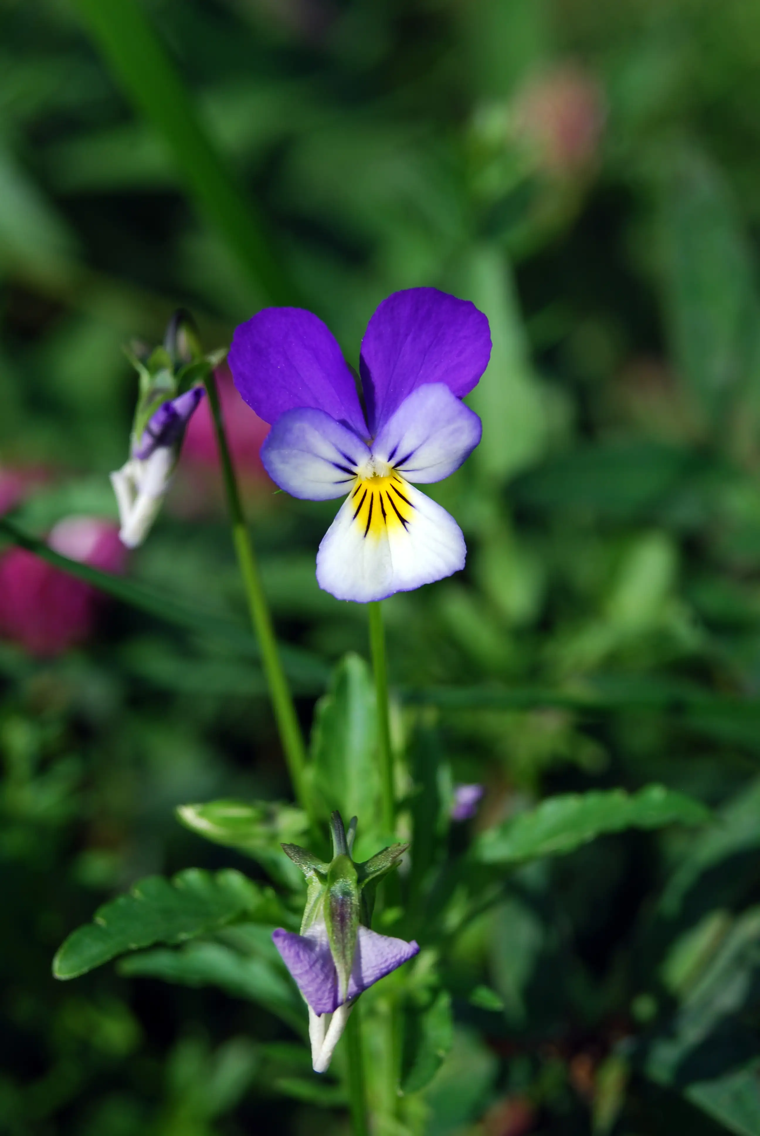 Stedmoderblomst (blomster) - Fødevarestyrelsen